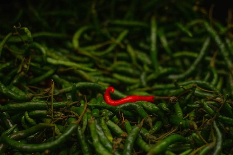 How to Grow Green Chilli Plant from Seeds - 3 Easy Steps! - Rosebay